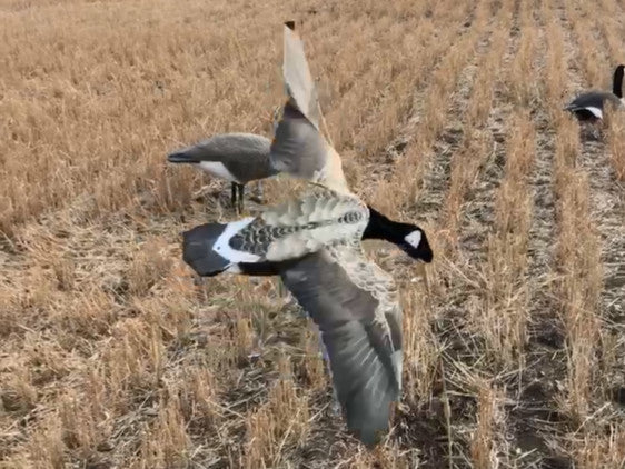 Realistic Flying Canada Goose Motion Decoy – SilloSocks