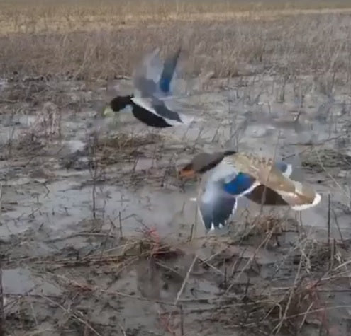 Motion Duck Decoy - Mallard Wingbeat Power Flapper – SilloSocks